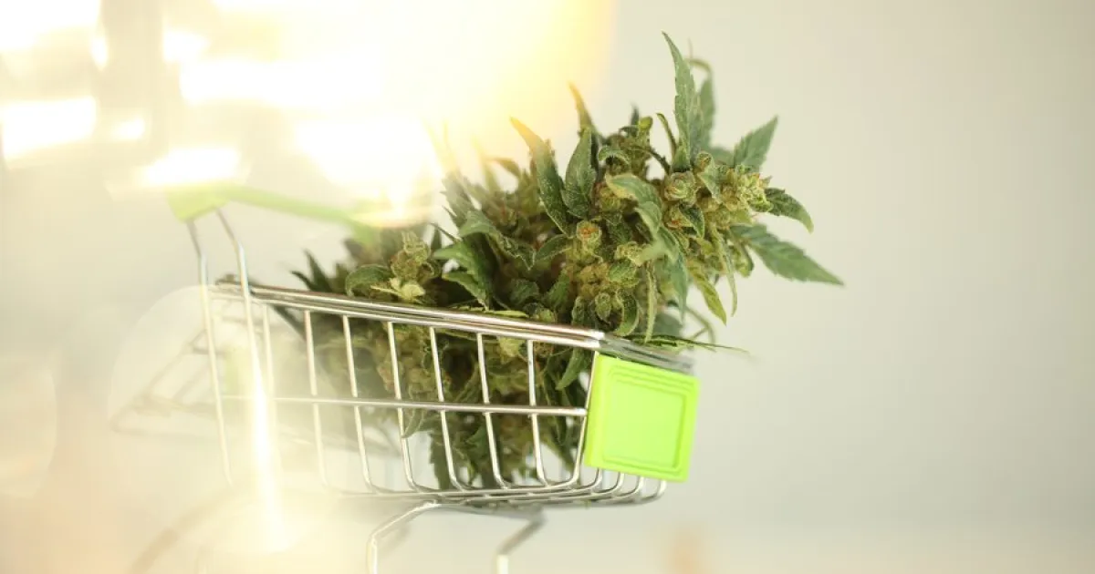 Ventas De Cannabis En Ee Uu Suman Más De 2 Mil Millones De Dólares En